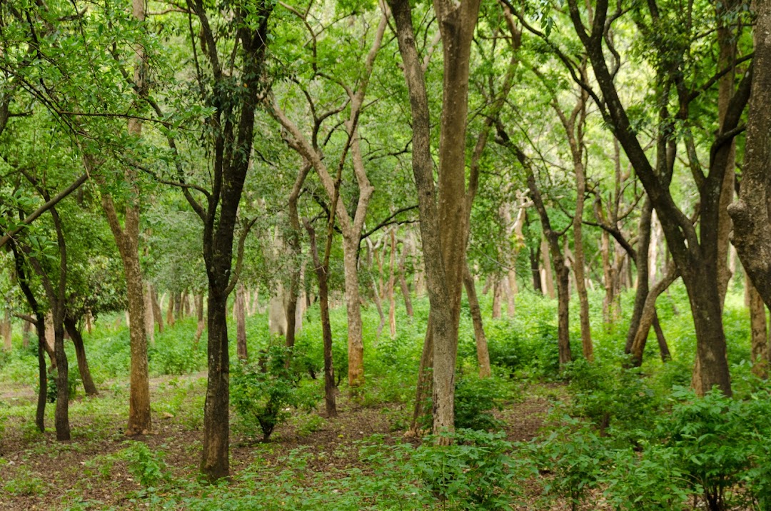 Vishwas Sandalwood Farms: Cultivating Quality Sandalwood Products